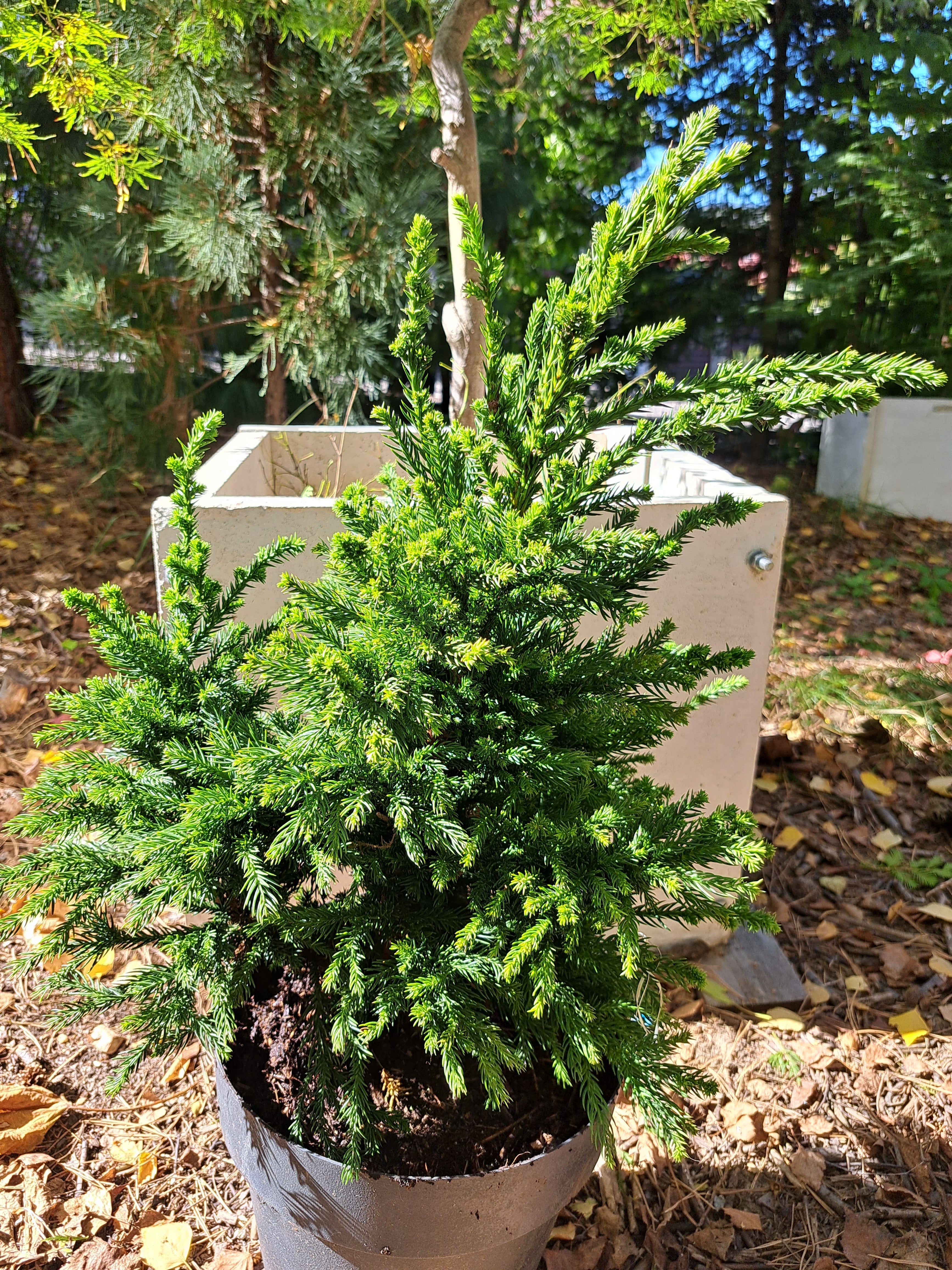 Cryptomeria japonica - Cedru Japonez – Copaci Ornamentali