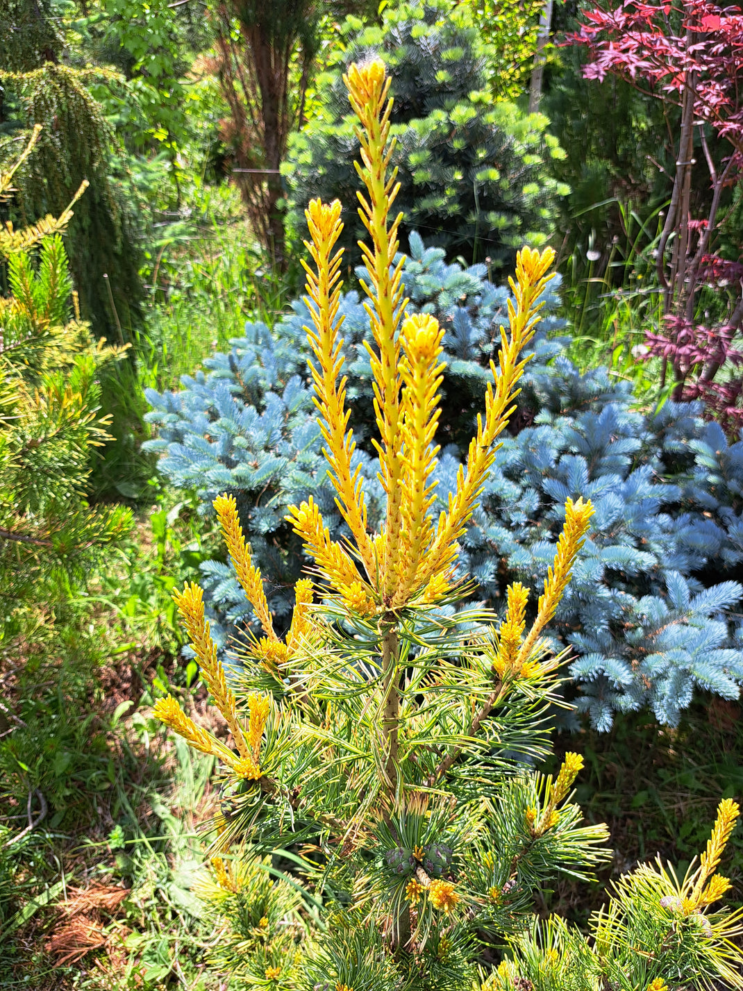 Conifere – Copaci Ornamentali