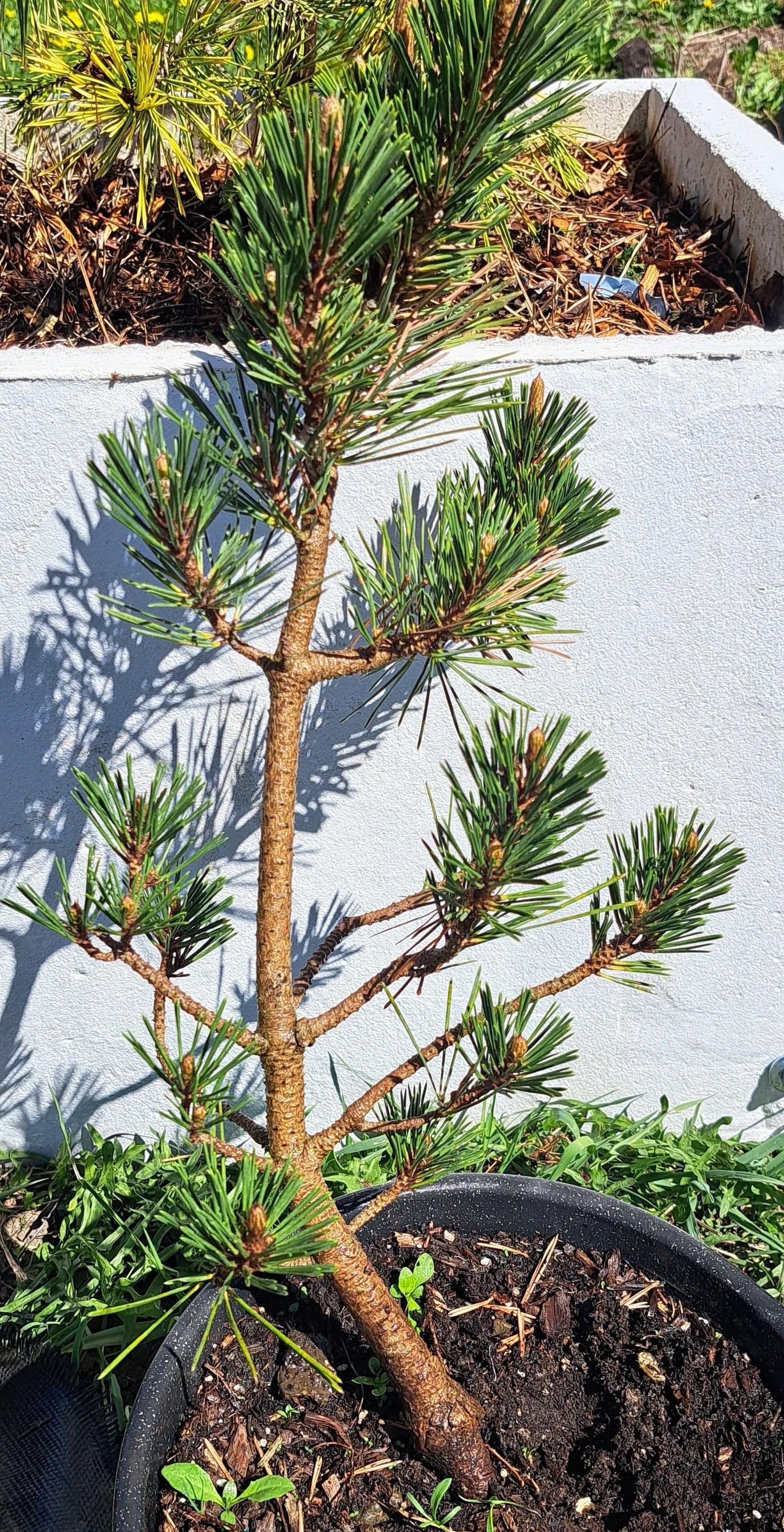 Pinus thunbergii Kotobuki - 40 cm – Copaci Ornamentali