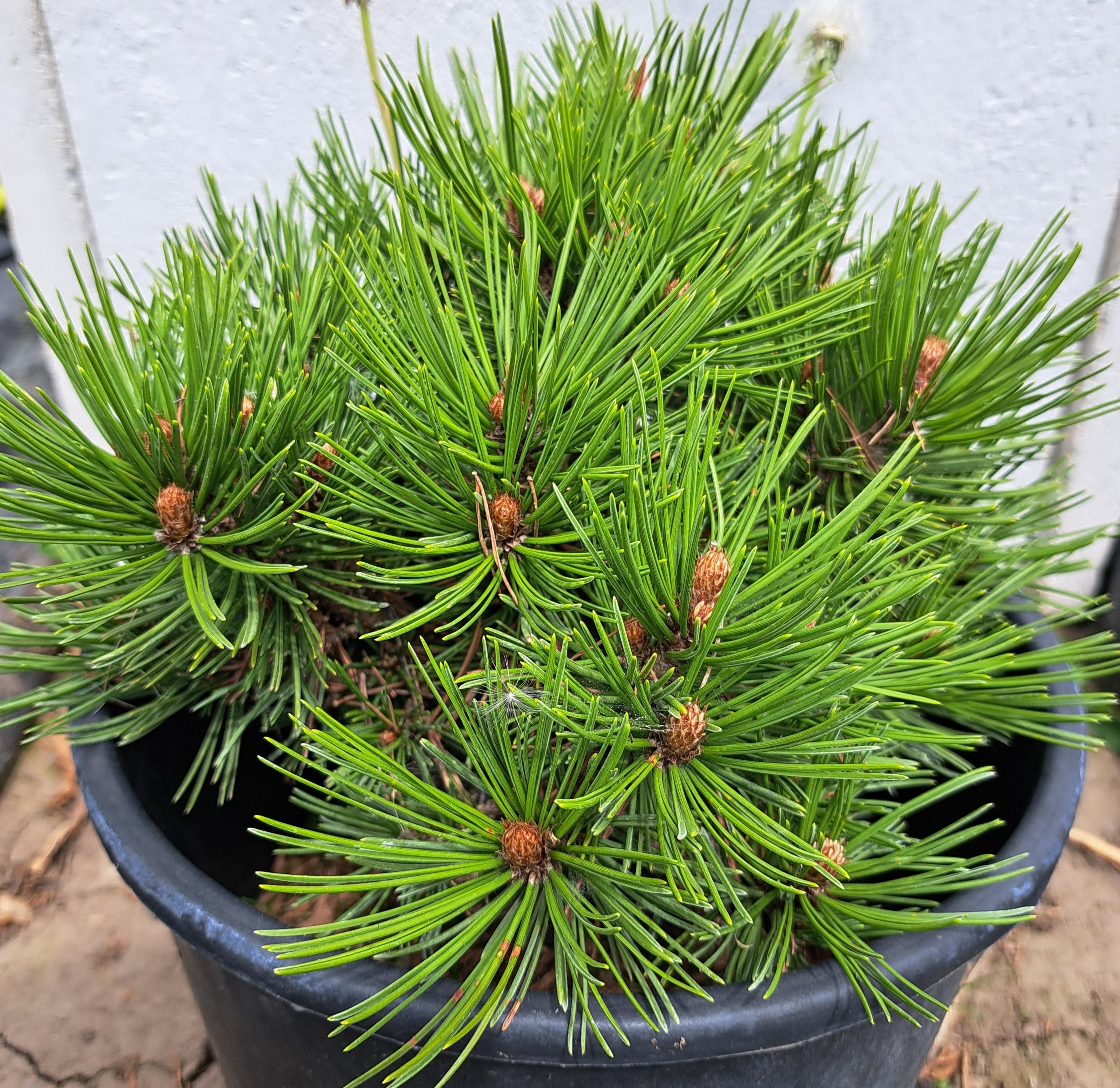 Pinus leucodermis Schmidtii - 35 cm – Copaci Ornamentali