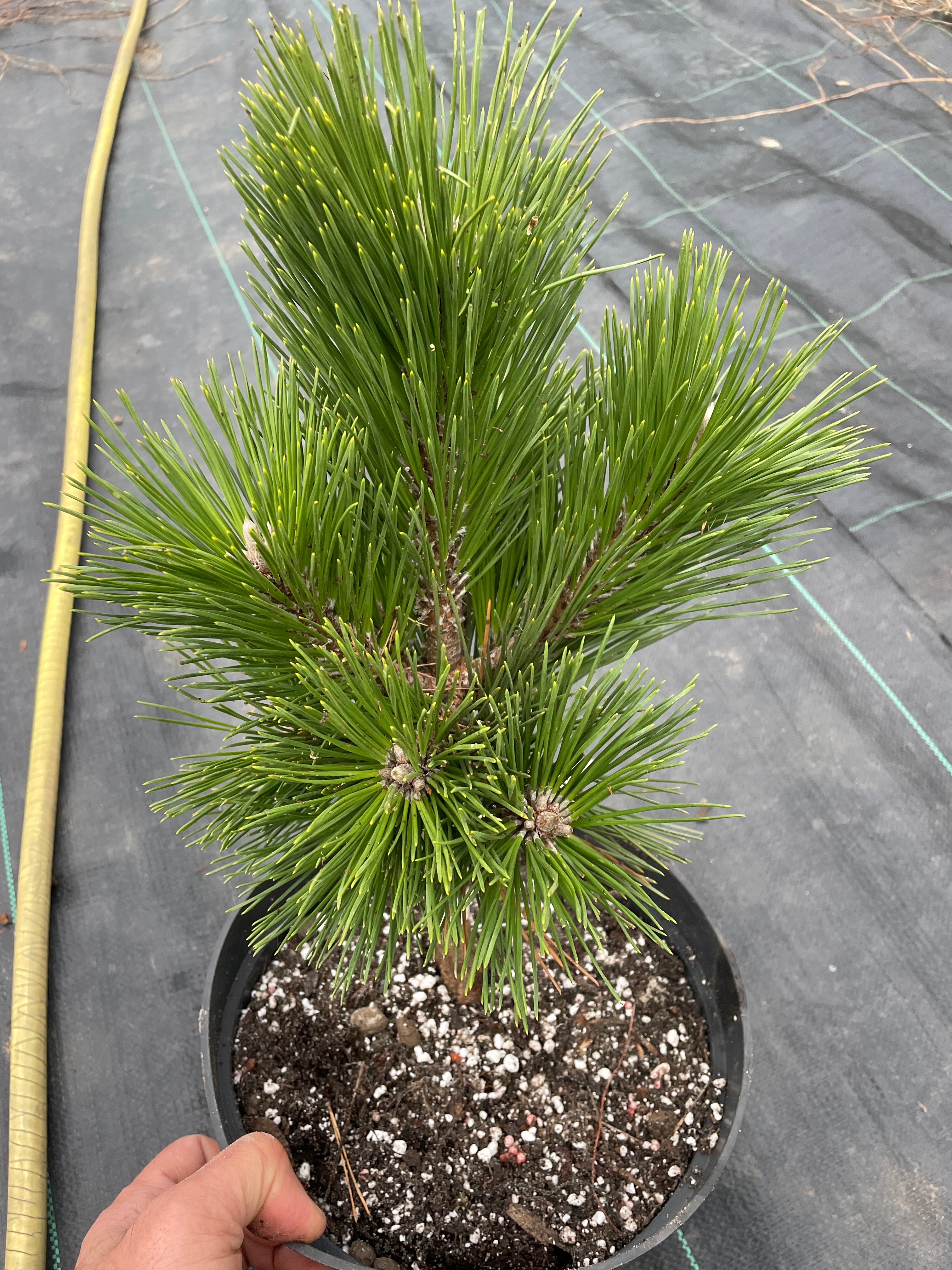 Pinus thunbergii 'Thunderhead' - 35, 55 cm – Copaci Ornamentali