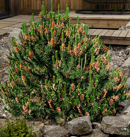 Pinus contorta 'Spaan's Dwarf' - 20-25 cm – Copaci Ornamentali