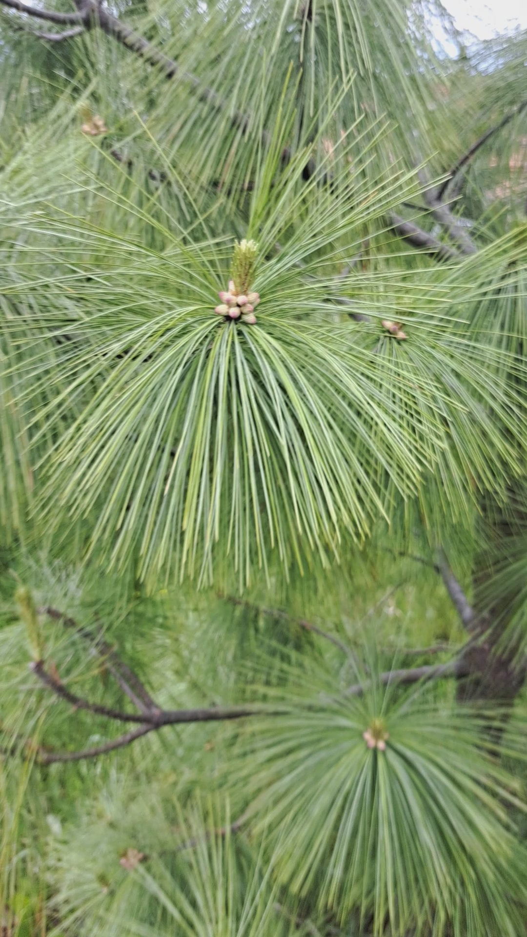 Pin de Himalaya - Pinus wallichiana – Copaci Ornamentali