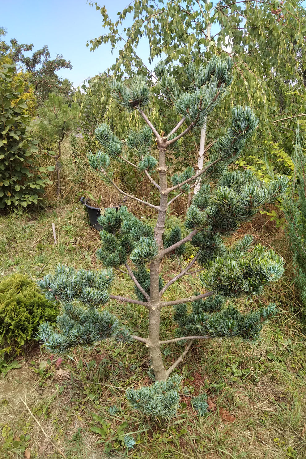 Pinus parviflora – Copaci Ornamentali