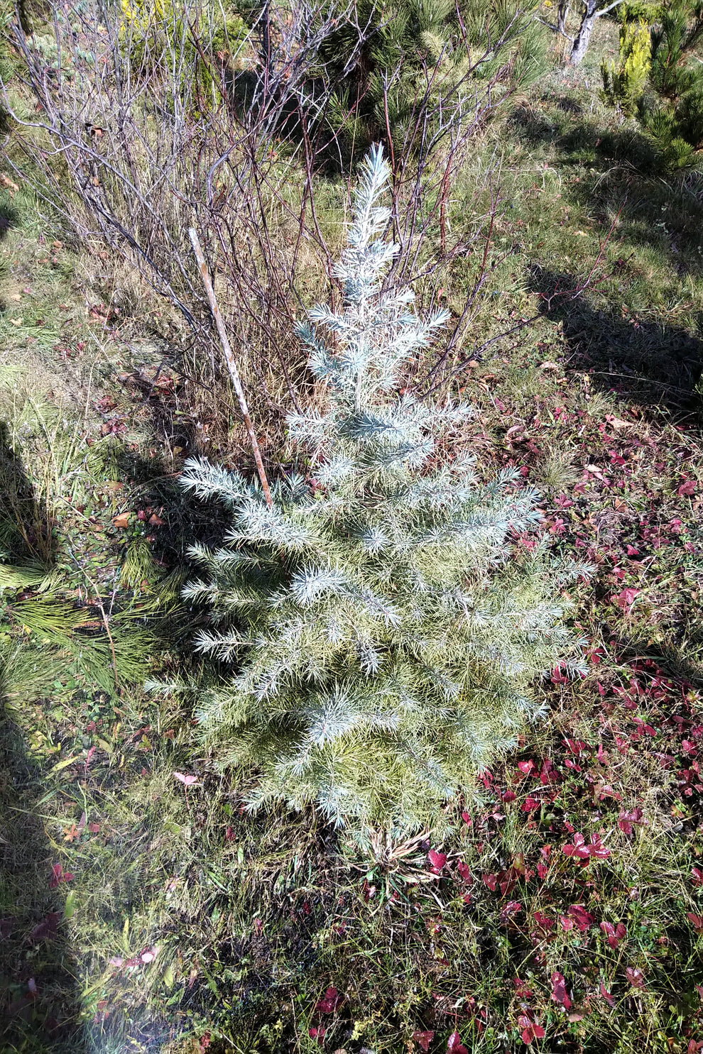 Cedrus deodara Feeling Blue – Copaci Ornamentali